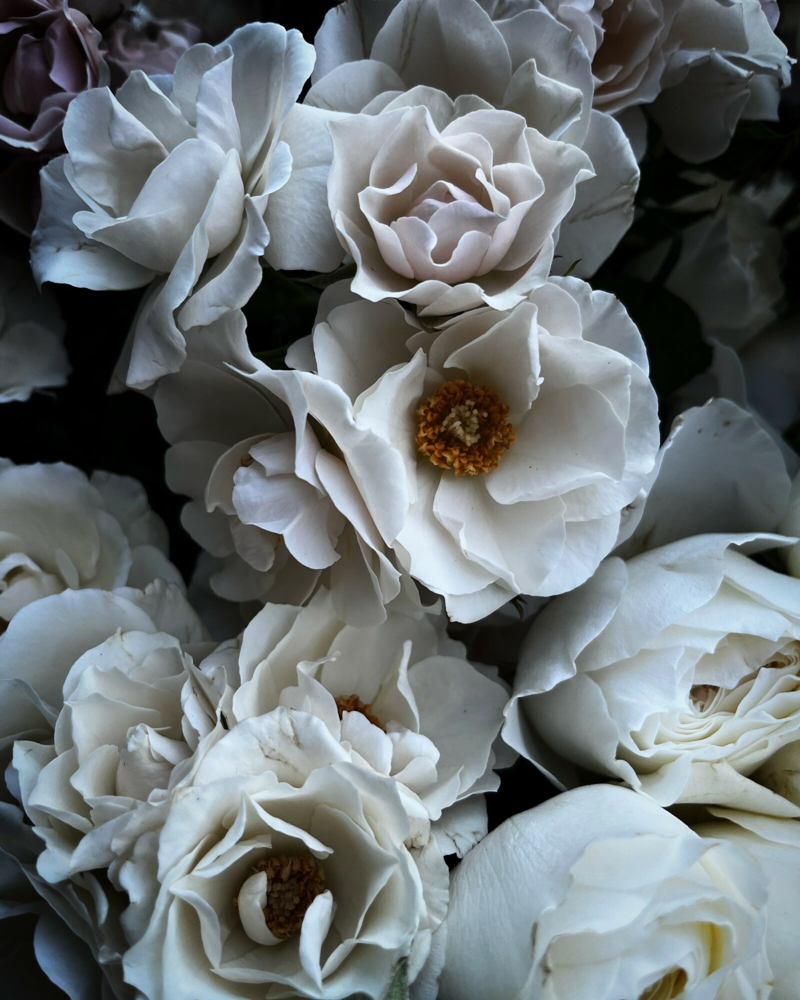 Check Out Amy Phelps’s Story - Voyage ATL Magazine | ATL City Guide