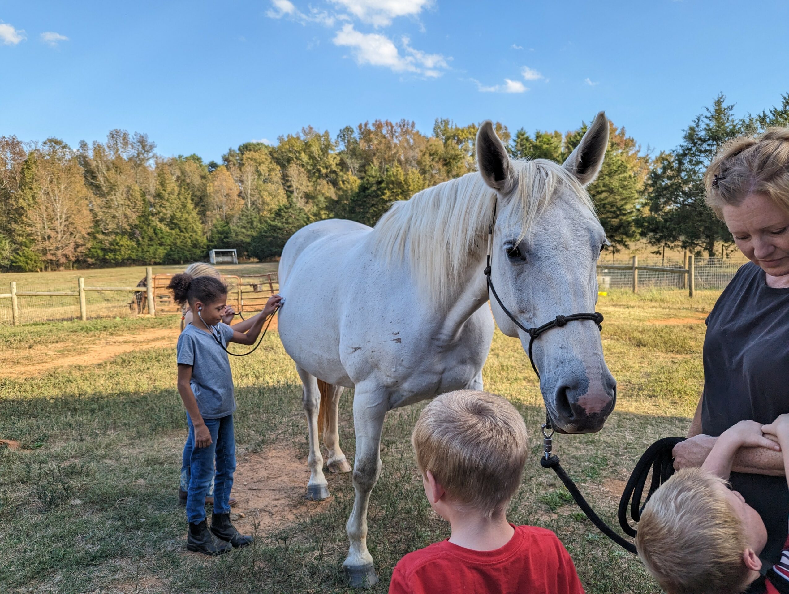 Hidden Gems: Meet Amanda McCoy of Athens Area Horse Community - Voyage ...