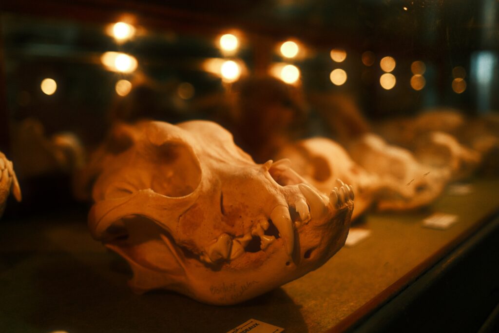 Meet Jeremy Gibbs of The Oddities Museum - Voyage ATL Magazine | ATL ...